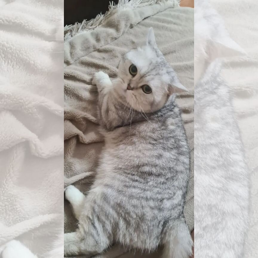 Шотландский вислоухий длинношёрстный, взрослый кот