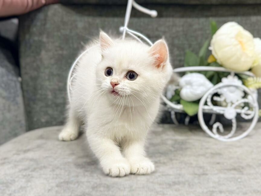 Британские золотые котята колор пойнт