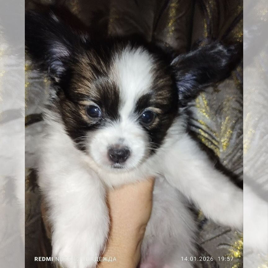 Континентальный той-спаниель папильон, щенок