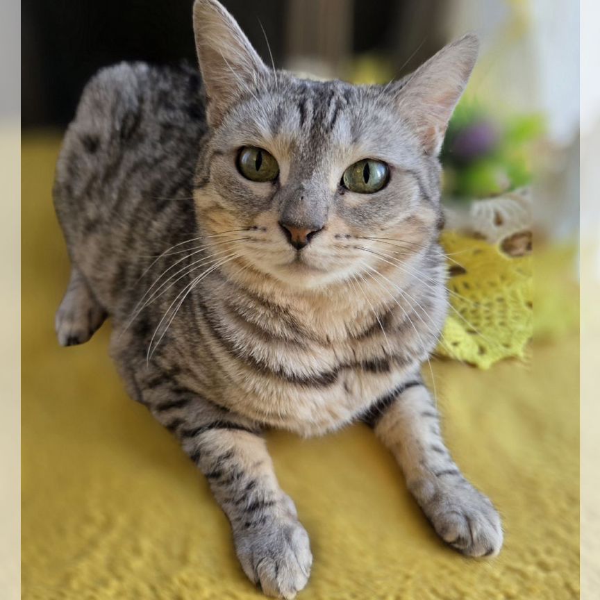 Взрослая, кошка в добрые руки