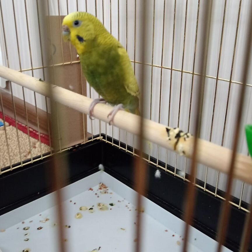 Волнистый попугай самка