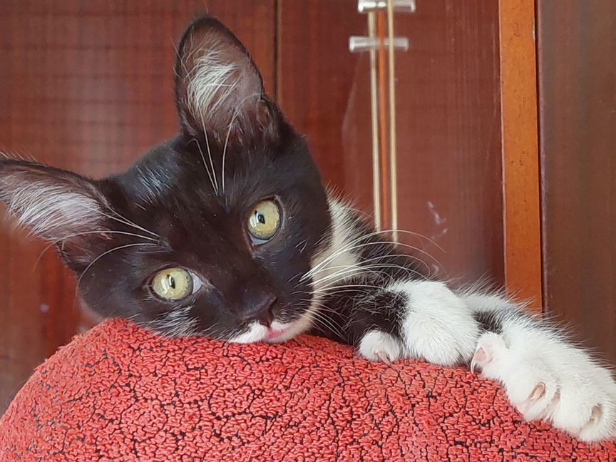 Замечательный черно-белый котенок