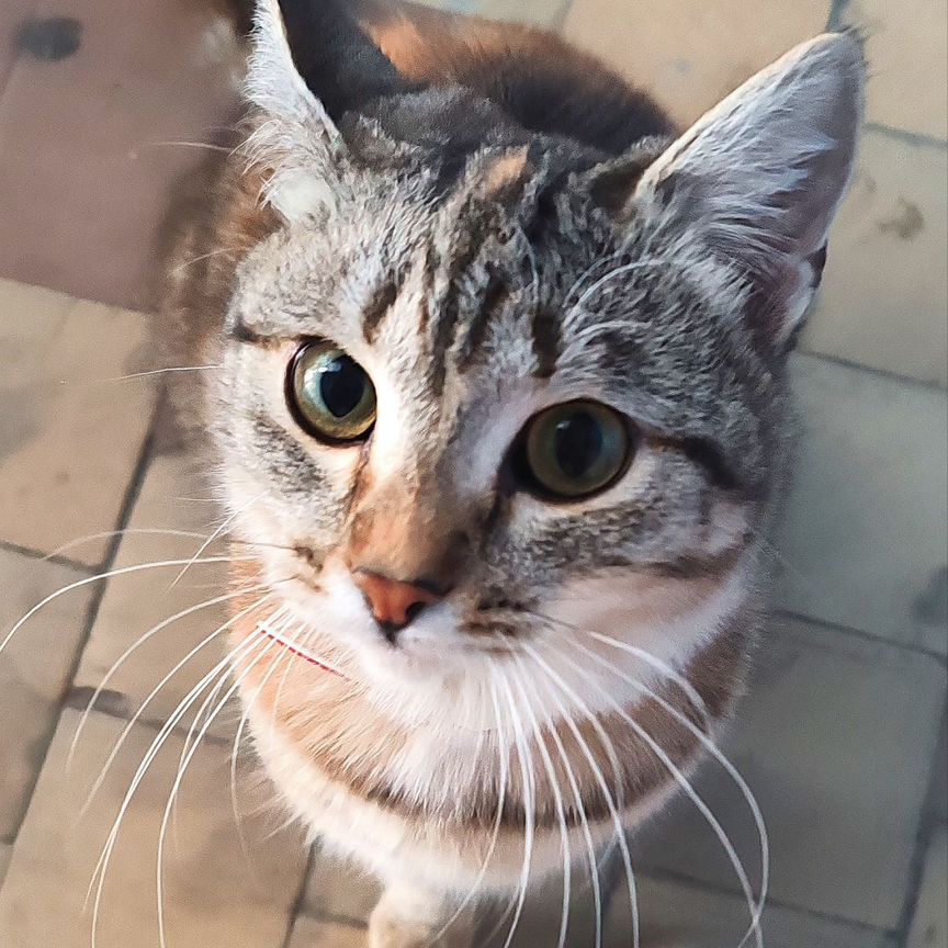 Кошечка