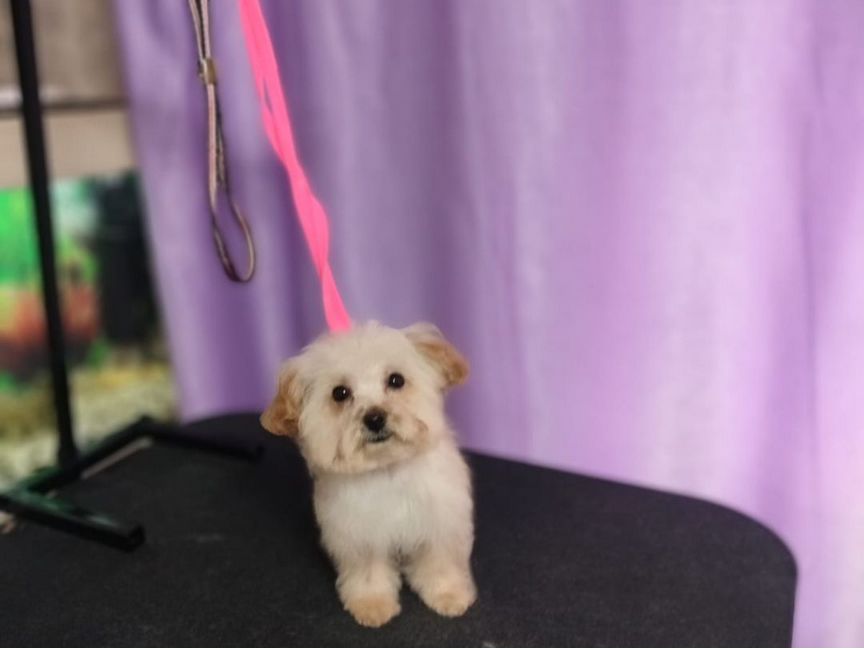 Мальчик мальтипу f1 микро