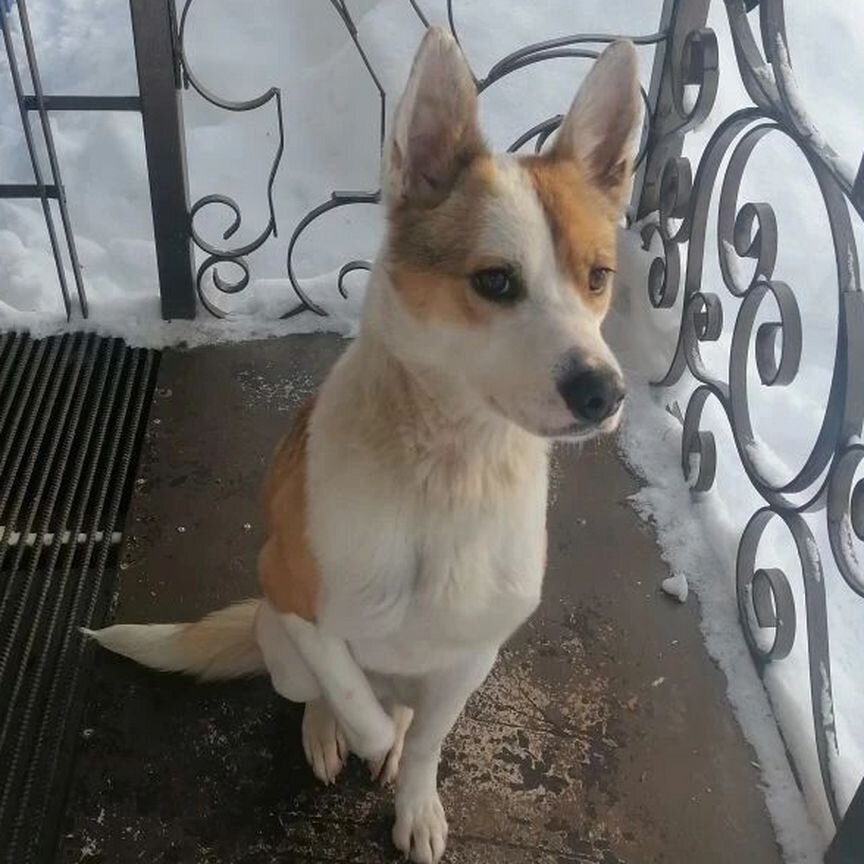 Взрослая собака в добрые руки