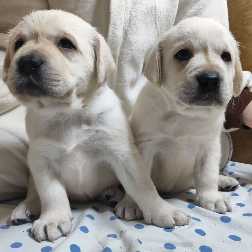 Лабрадор-ретривер, щенок