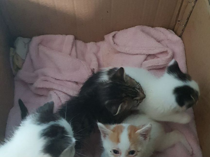 Котята бесплатно,4штуки