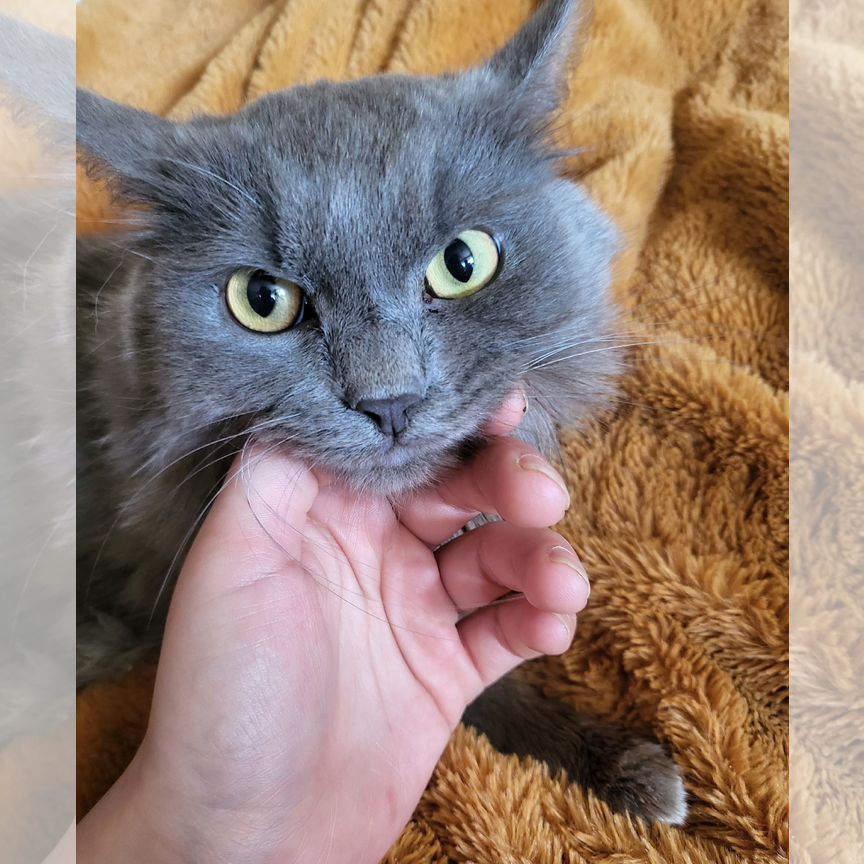 Взрослый кот в добрые руки