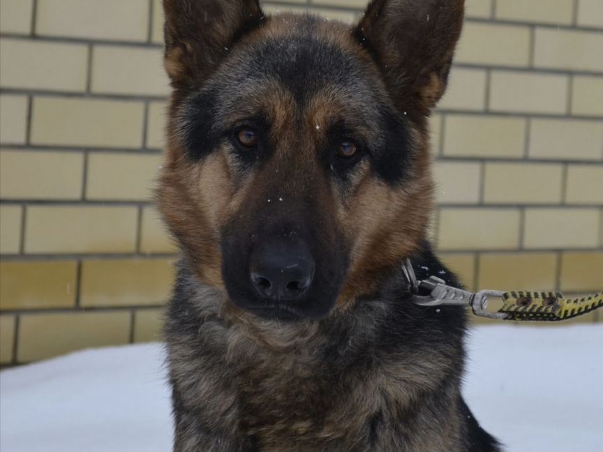 Овчарка 1,5 года ищет дом