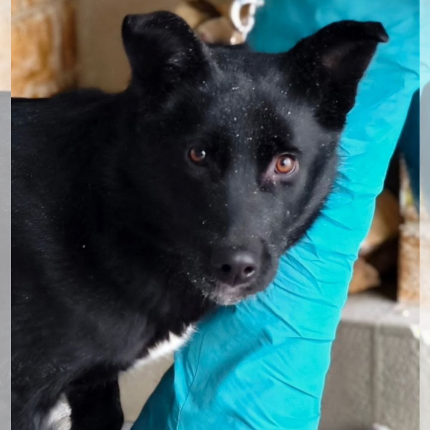 Щенок в добрые руки