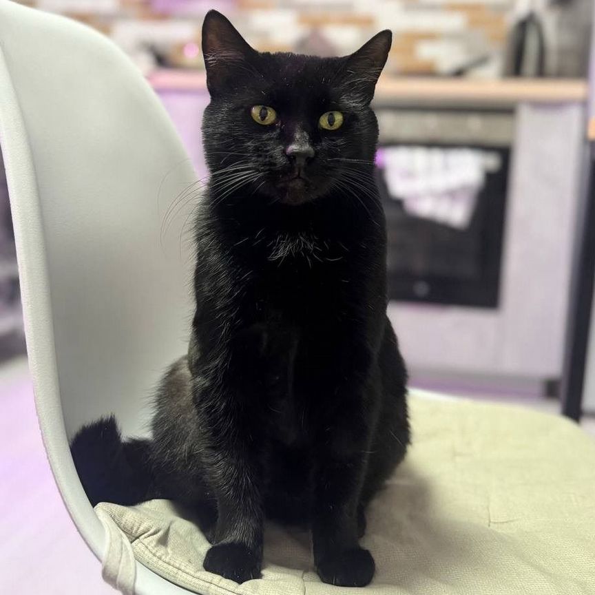 Взрослая кошка в добрые руки