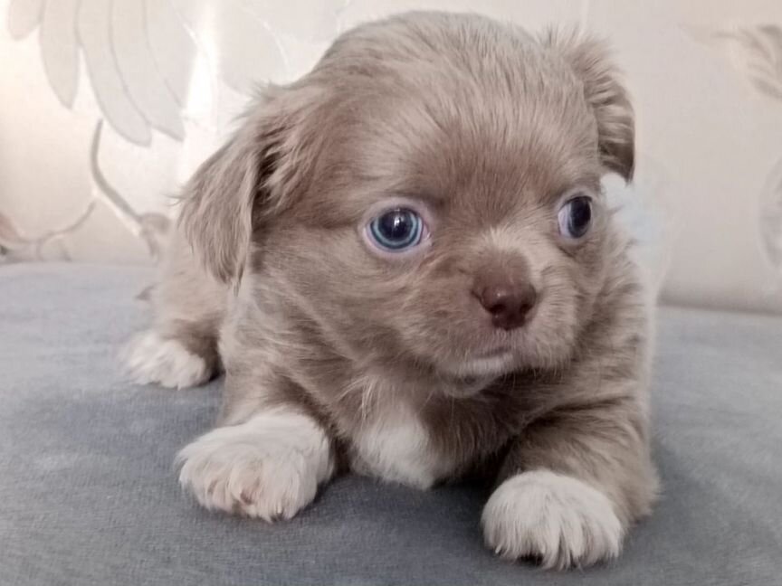 Мальчик лиловый пушистик