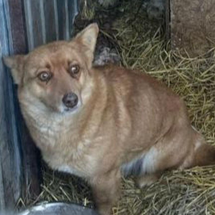 Маленькая собачка погибает