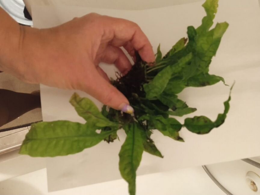 Аквариумные растения