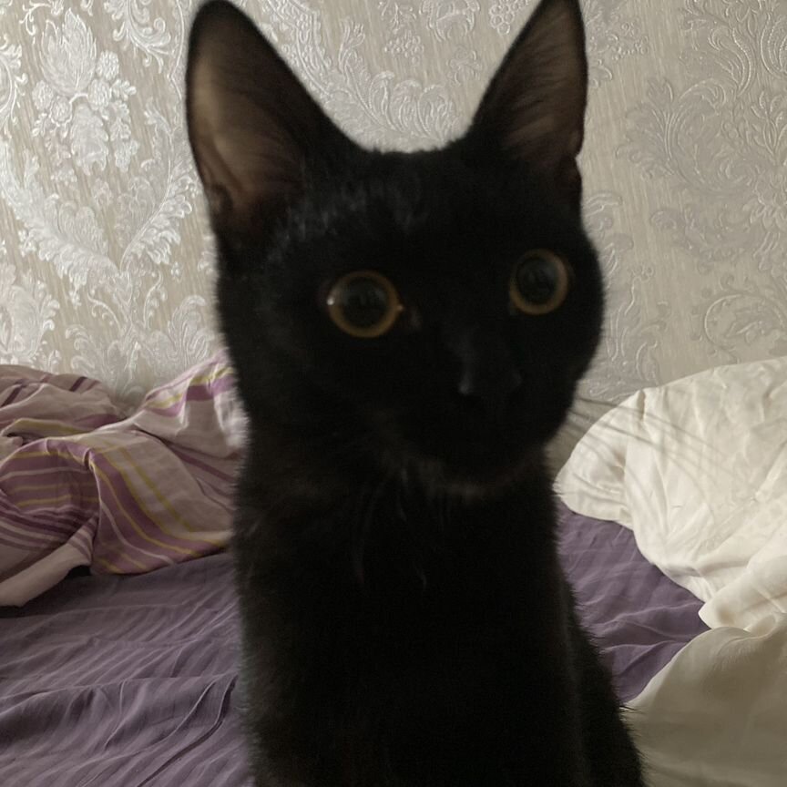 Кошка разрушитель для съёмок