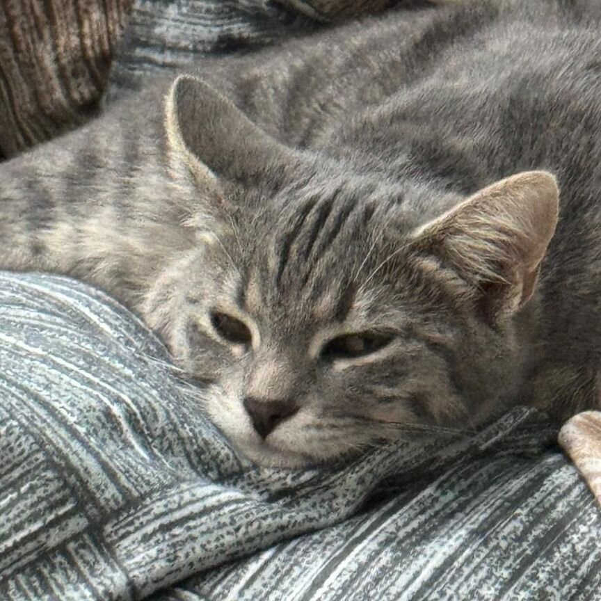 Отдам кошку