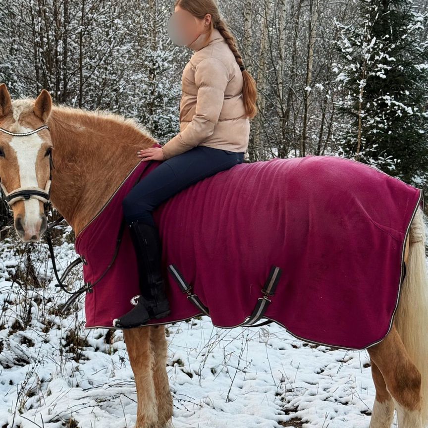 Попона для лошади 145