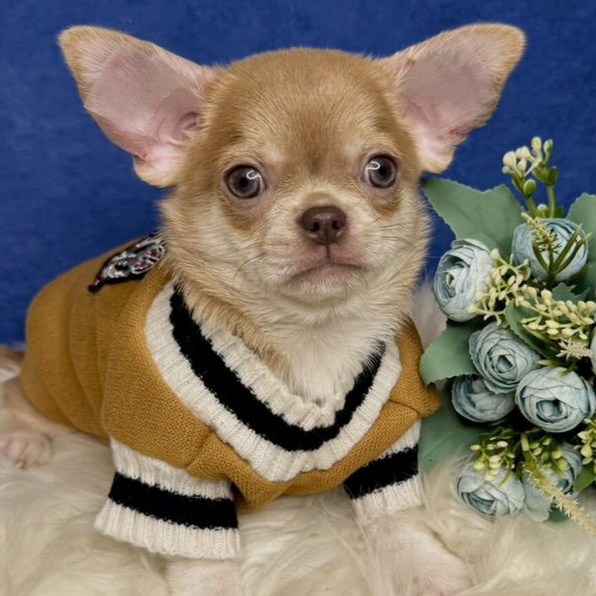 Чихуахуа, щенок