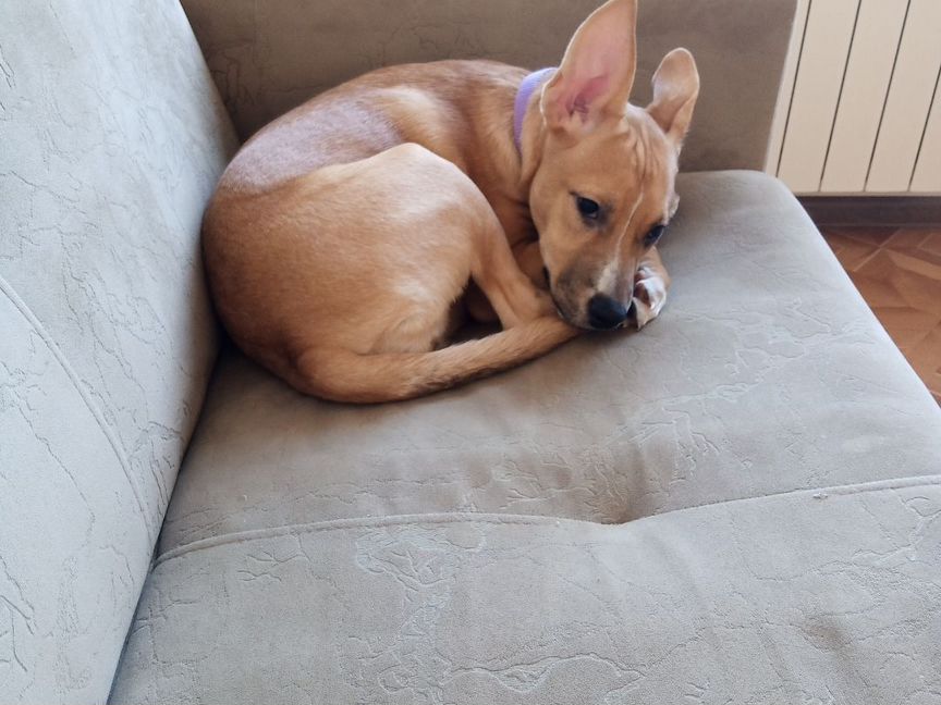 Щенок стафф отдам