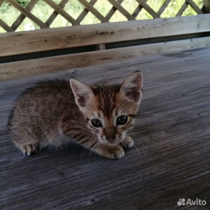 Тигруша ищет дом