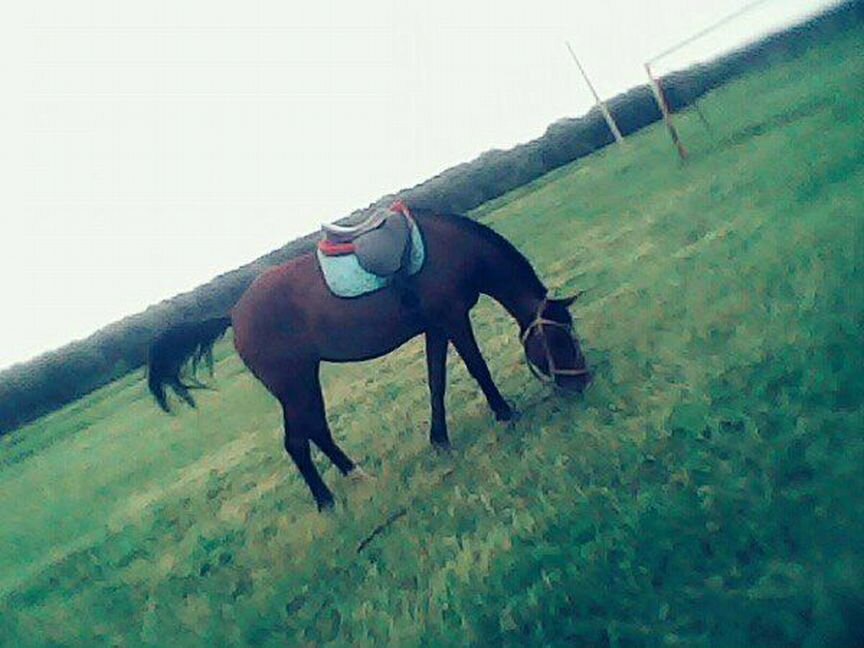 Продам седло (полный комплект)