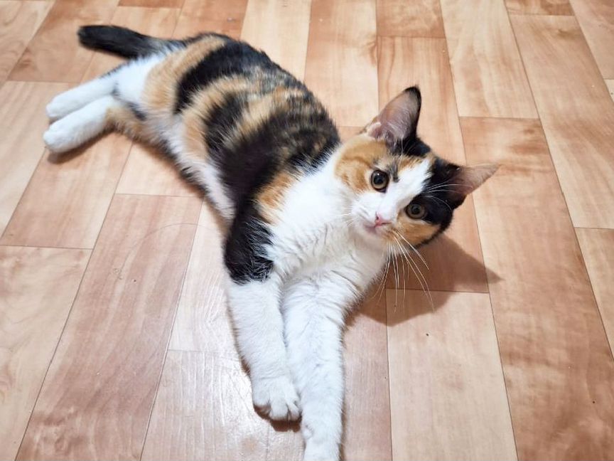 Котёнок девочка трёхцветная, 3 мес