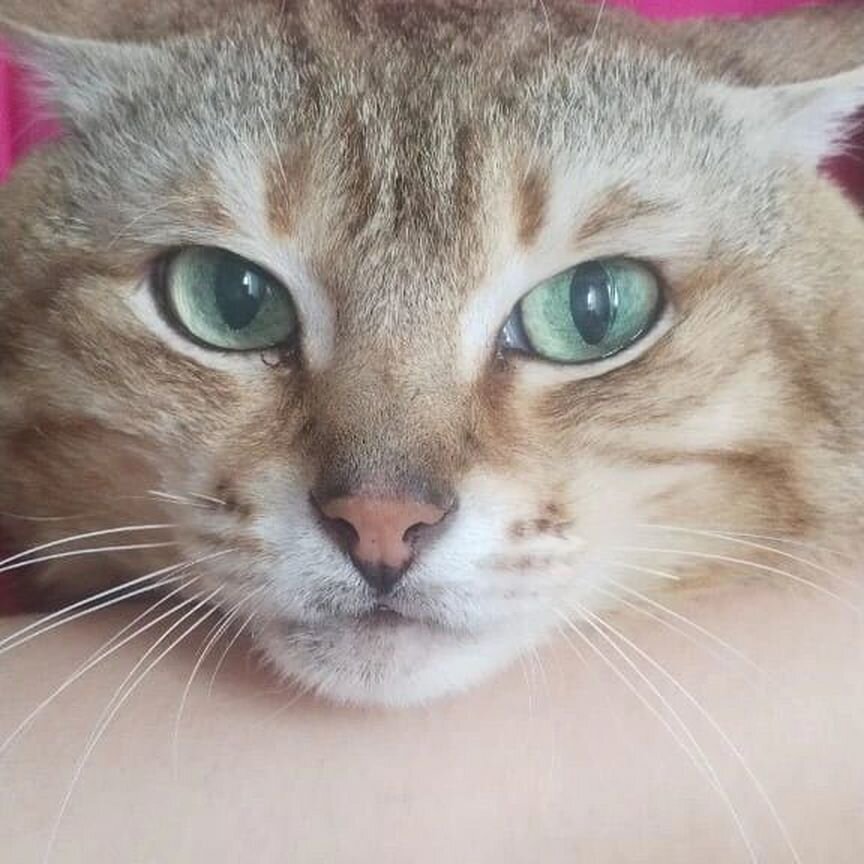 Ненужное наследство ищет дом