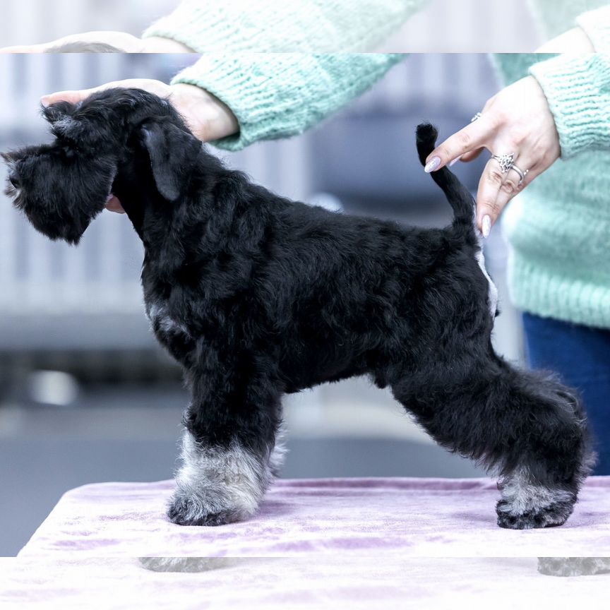 Цвергшнауцер, щенок