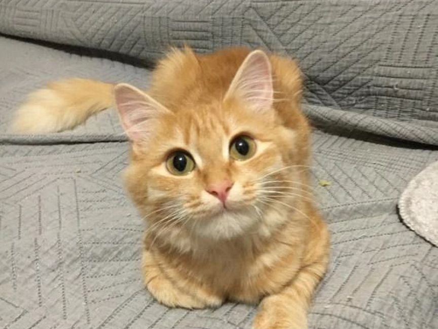 Молоденькая кошечка ищет дом