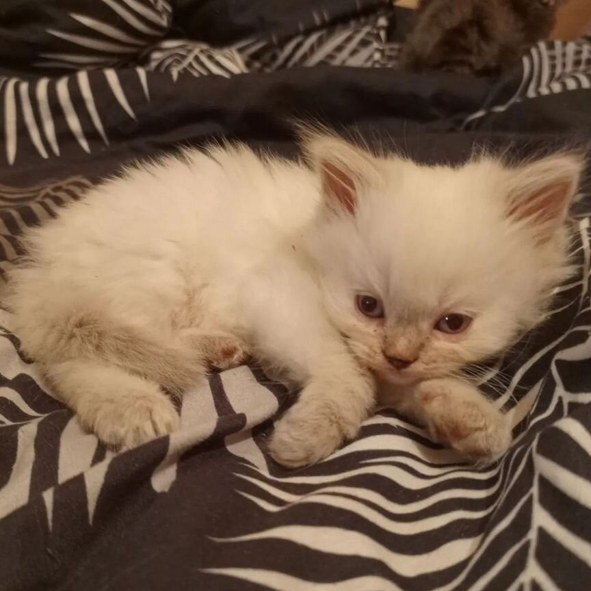 Шотландский вислоухий длинношёрстный котёнок