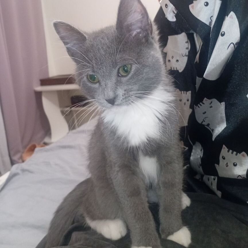 Русский голубой котёнок