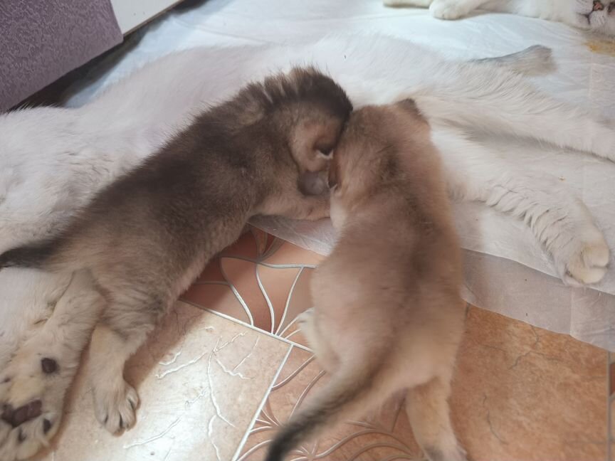 Шотландские золотые
