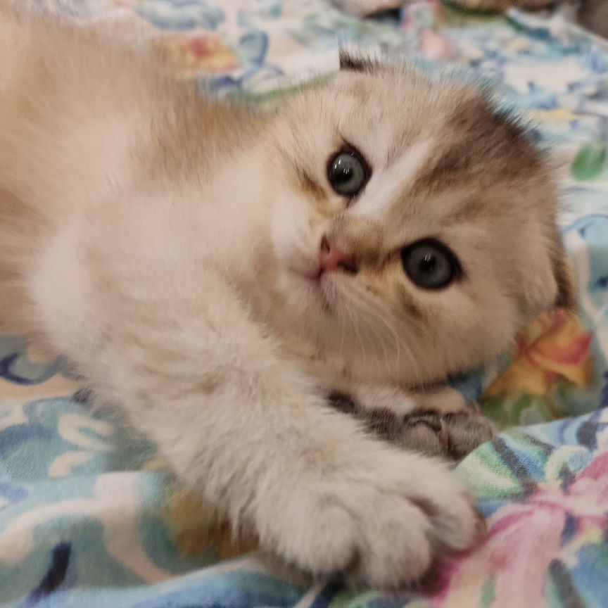 Шотландский вислоухий котик