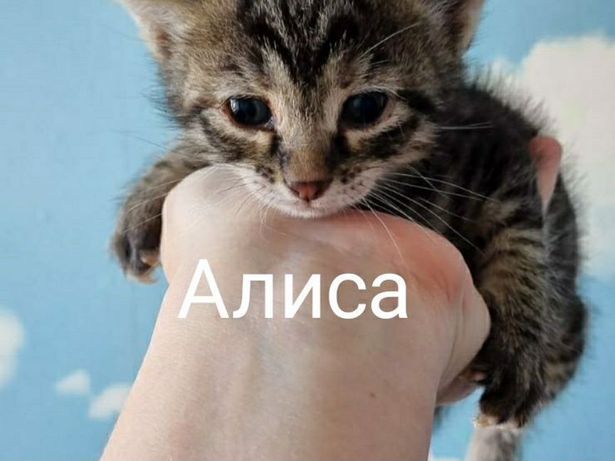 Котенок Алиса полосаточка