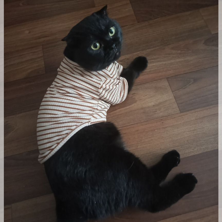 Продам кота