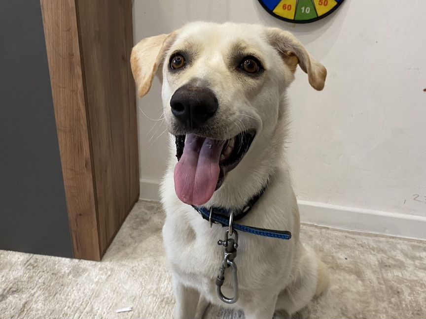 Собака в добрые руки