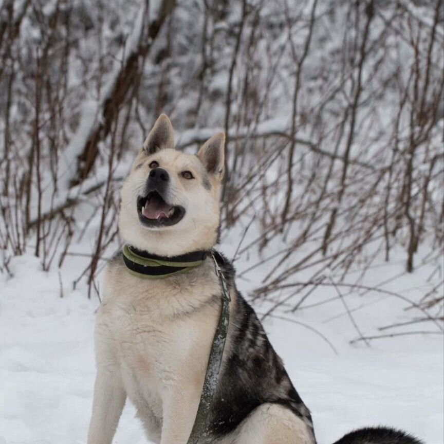 Сладкий песик Сахарок ждёт свою семью в приюте