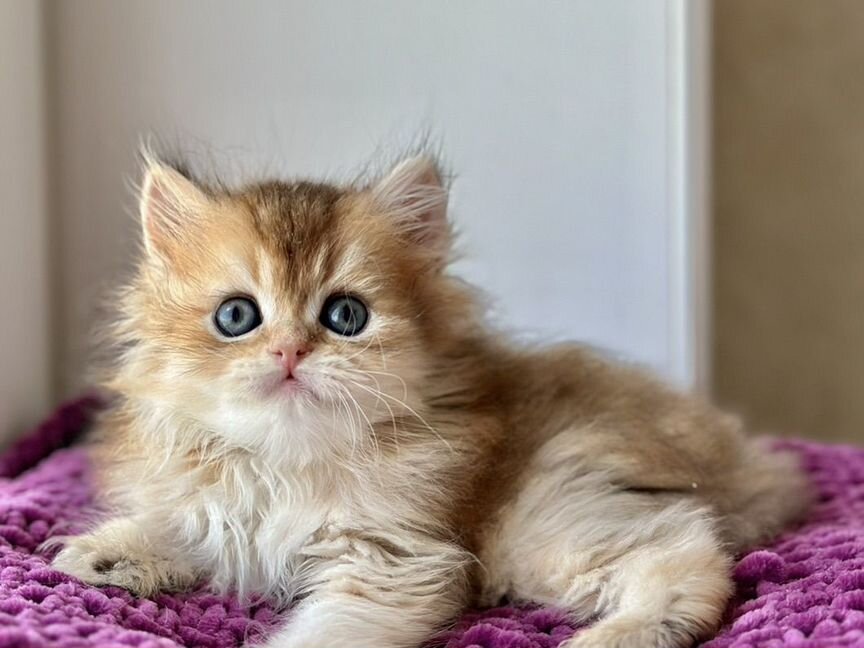Котик шоу типа золотая шиншилла длинношерстный