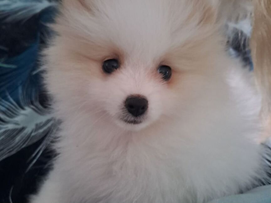 Щенки шпицов