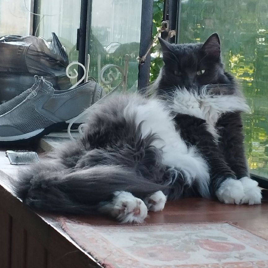 Взрослая, кошка в добрые руки
