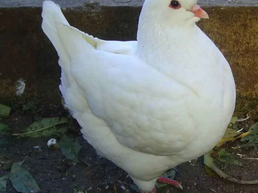 Голуби породы кинг