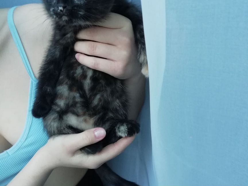 Котята