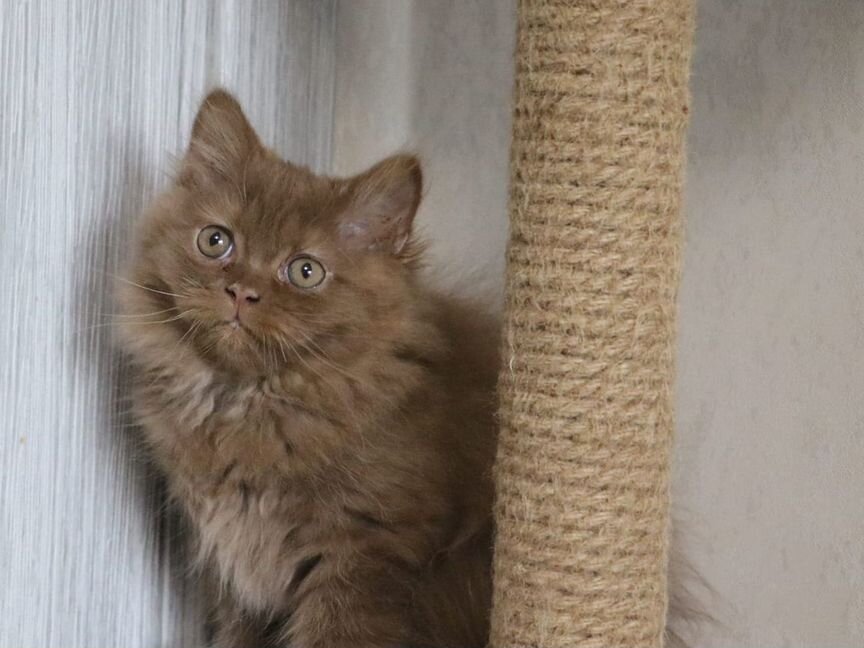 Британские котята