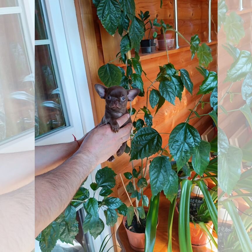 Чихуахуа, щенок