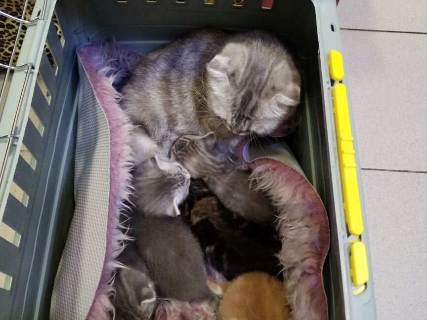 Котята в добрые руки