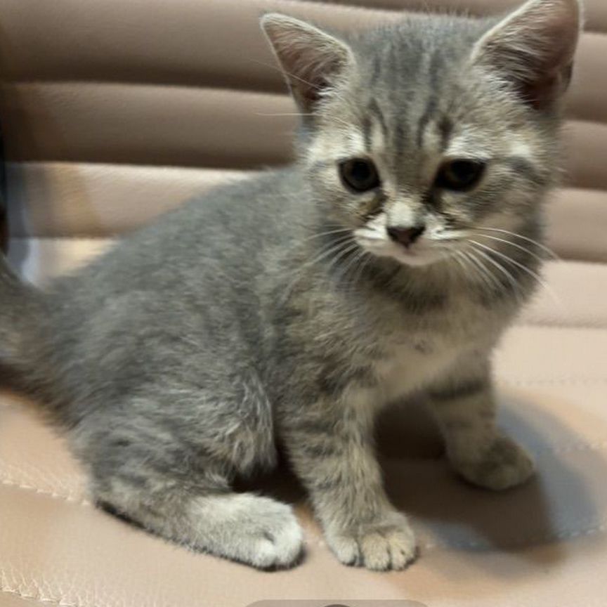 Шотландский прямоухий короткошёрстный котёнок