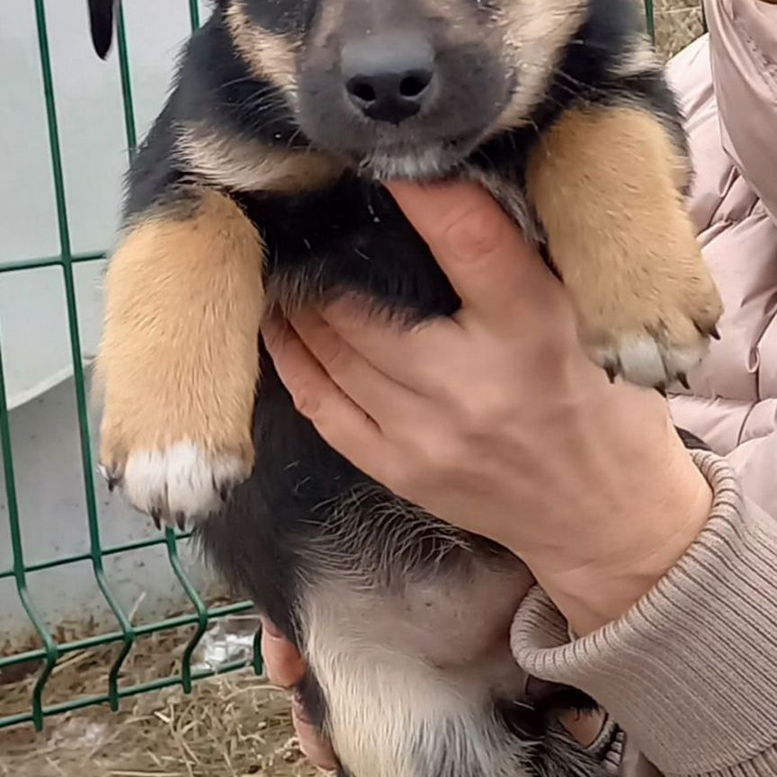 Отдам щенка,хорошего охранника, в добрые руки