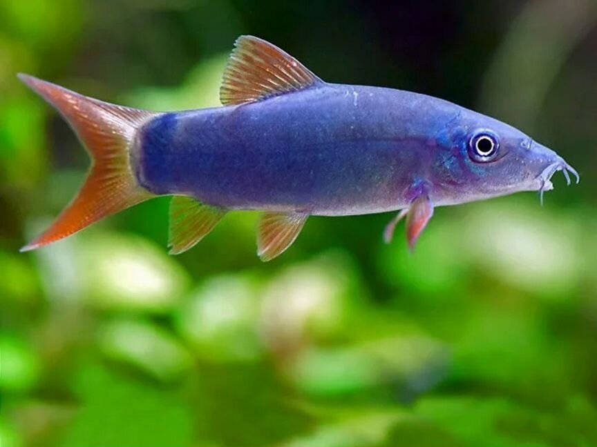 Боция Модеста крупные