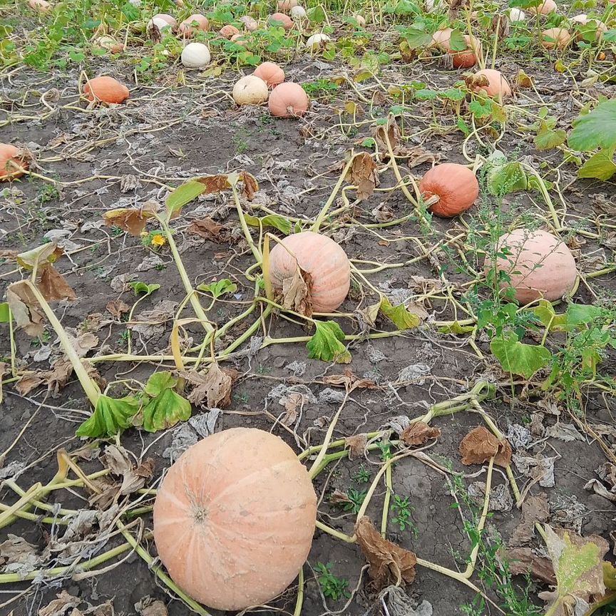 Продам тыкву