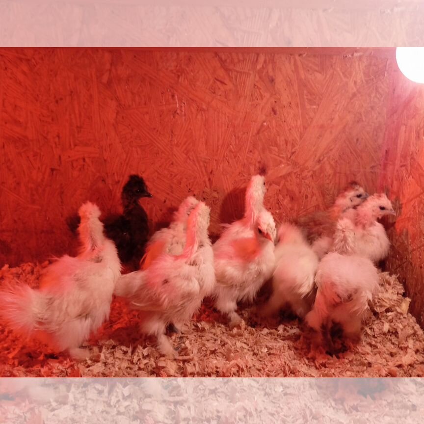 Цыплята китайской шелковой курицы